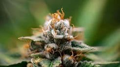 Maconha roxa: o que é e quais são seus efeitos?