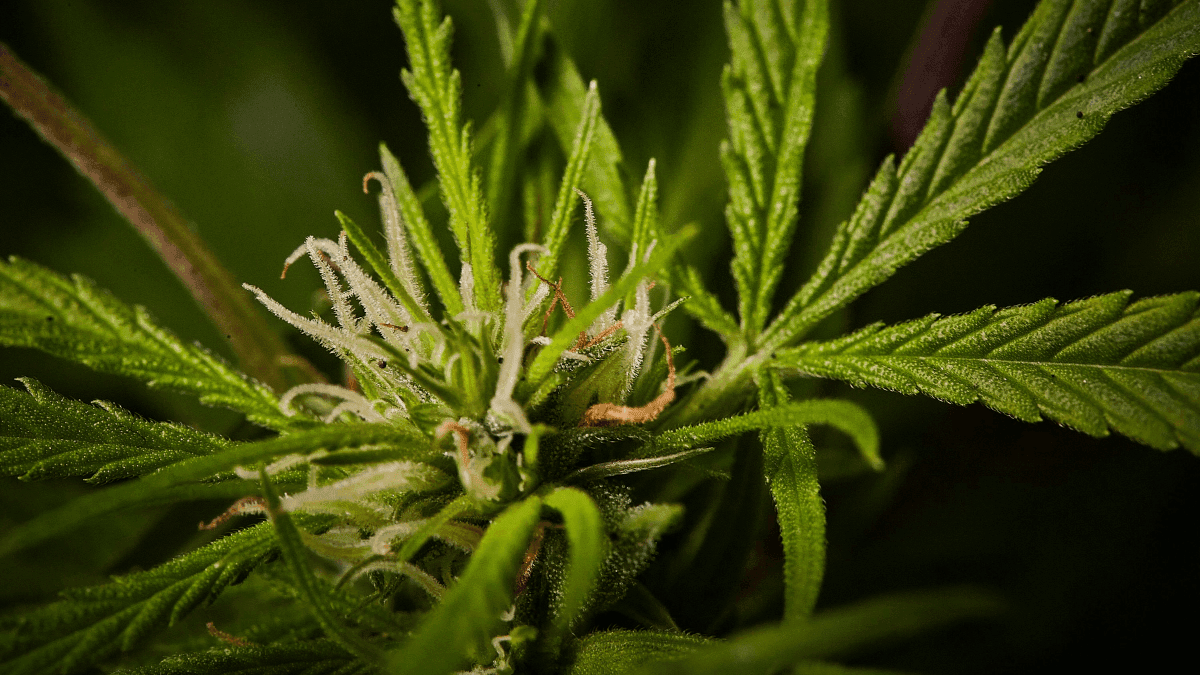 Uso de cannabis cresce no Brasil e avança entre adolesc...