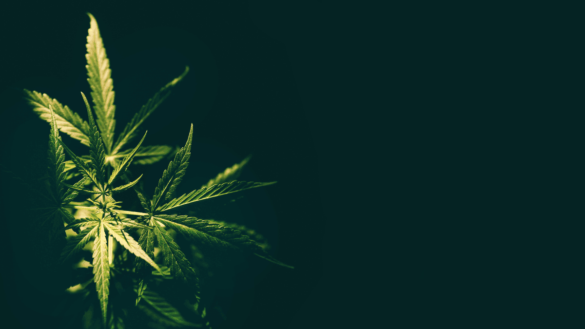 Suprema Corte da Flórida analisará iniciativa de legali...