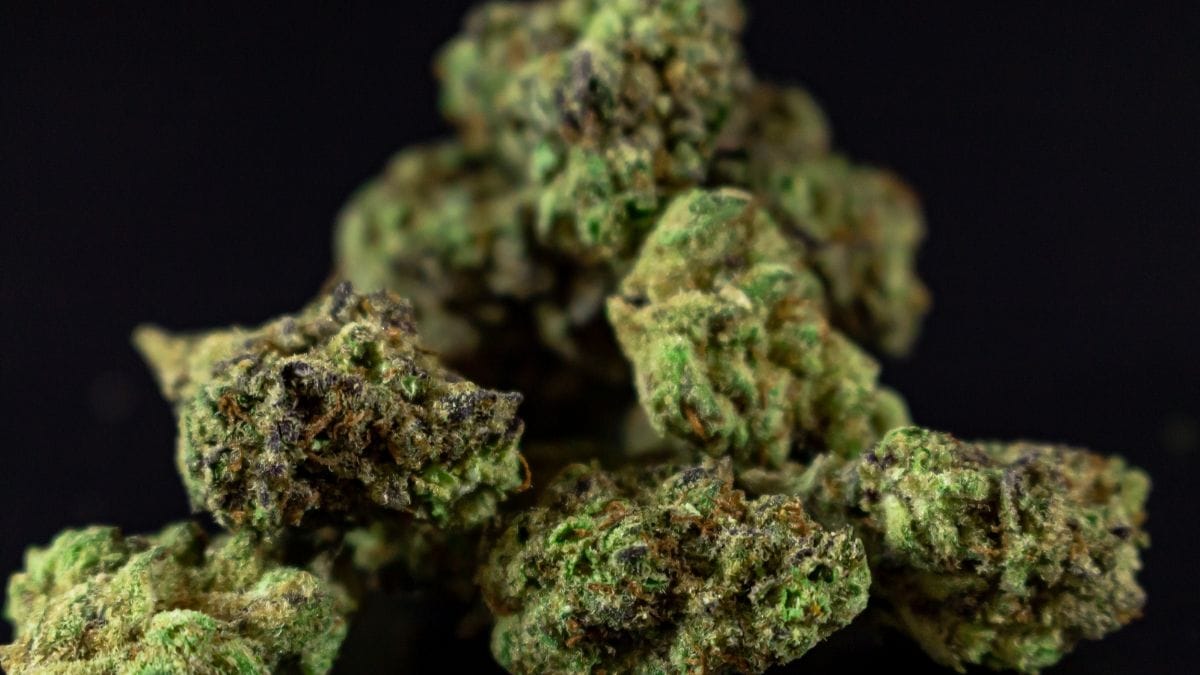 DEA mantém reclassificação da cannabis pendente apesar...